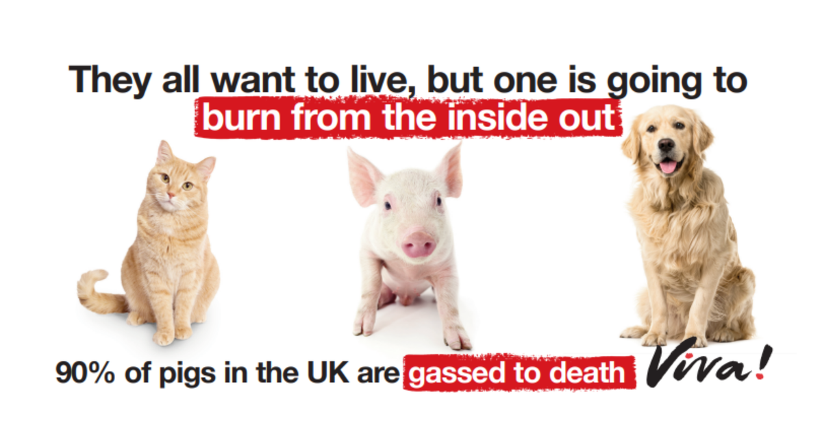 Gasping for Life Leaflets - Pigs x 50 – Gifts for Life | Viva!