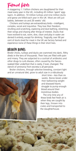 Viva! Animals Leaflets x 30 – Gifts for Life | Viva!