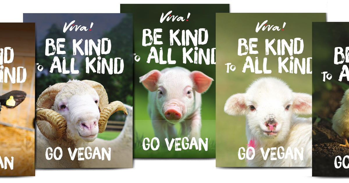 Viva! Be Kind to All Kind Poster Set of 5 A3 (Teacher Verion) – Gifts ...