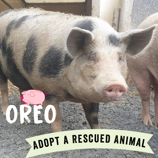 Adopt Oreo the Pig – Gifts for Life | Viva!