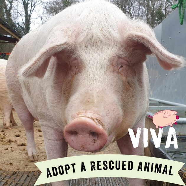 Adopt Viva the Pig – Gifts for Life | Viva!
